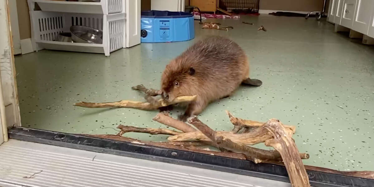 Rescued Baby Beaver Builds Dam In Doorway To Keep Her Roommate Out ...