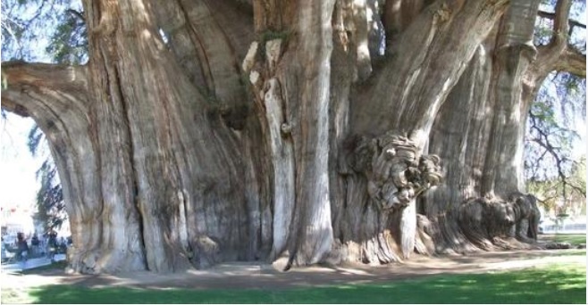 Mexico’s Tule Tree Has the World’s Thickest Trunk, And It’s Still ...