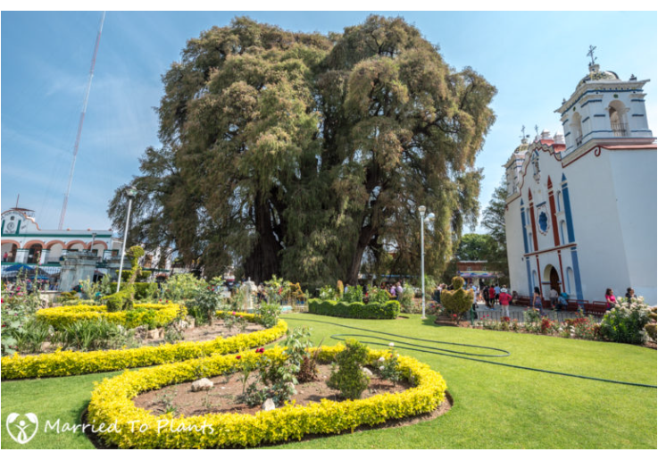 Mexico’s Tule Tree Has the World’s Thickest Trunk, And It’s Still ...