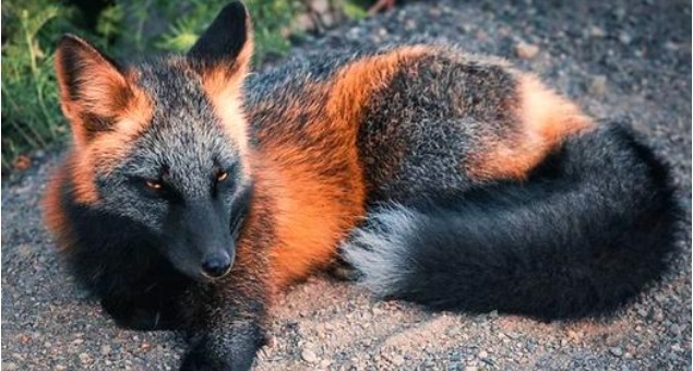 Photographer Captured The Beauty Of A Unique Orange And Black Fox ...