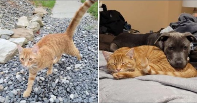 Determined Cat Travels 40 Miles To Find Family He Lost During Move ...