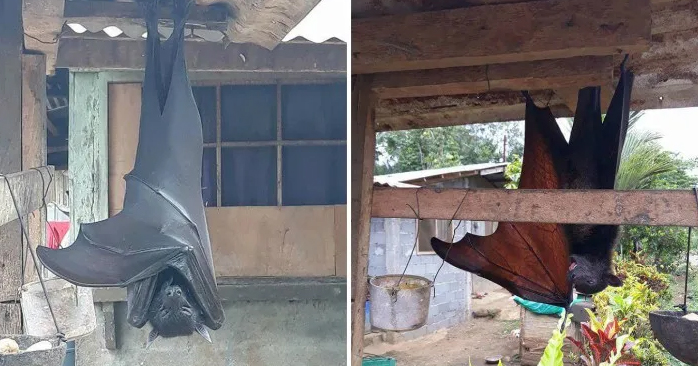 These bats look terrifying – but they’re gentle creatures struggling to ...