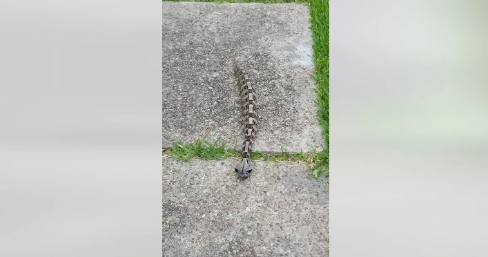 Unveiling the enigmatic Gaboon Viper: Nature’s master of camouflage and ...