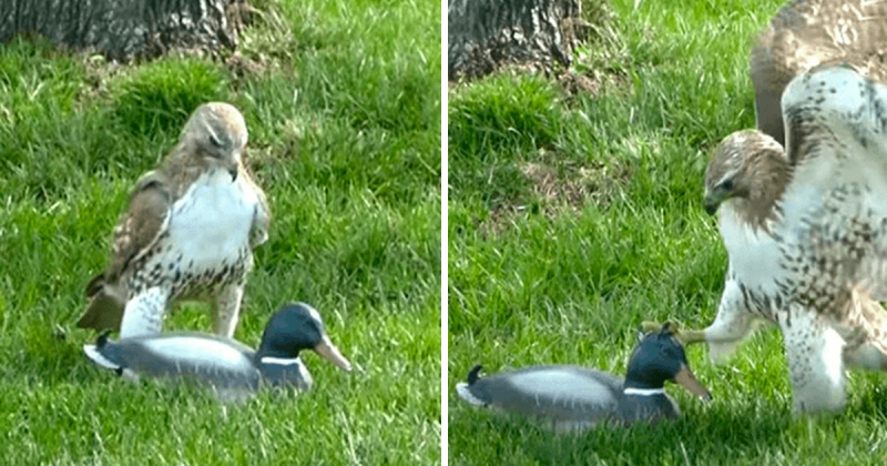 Hawk Just Can’t Understand Why This ‘Duck’ Isn’t Afraid Of Him | Beauty ...
