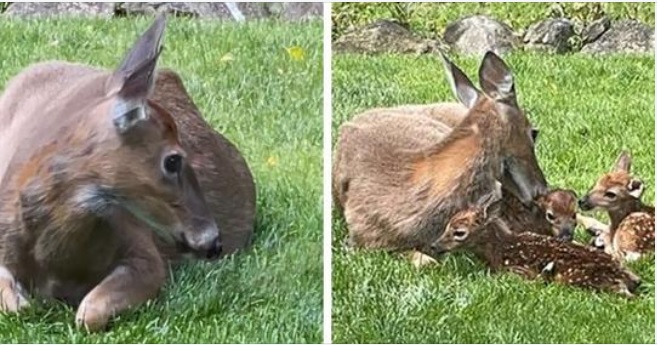 Man Witnesses A Miracle As 1 Deer Walks Into His Yard — And 4 Walk Out ...