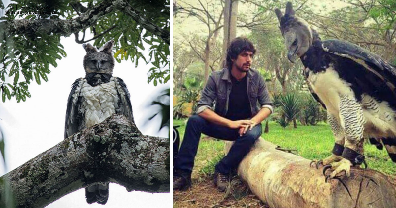 Harpy Eagle, A Bird So Big, Some People Think It’s A Person In A ...