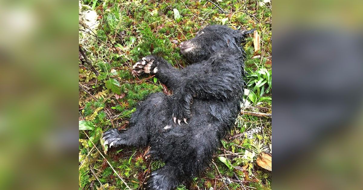 Man spots dying bear while hiking, risks jail time to save bear’s life ...