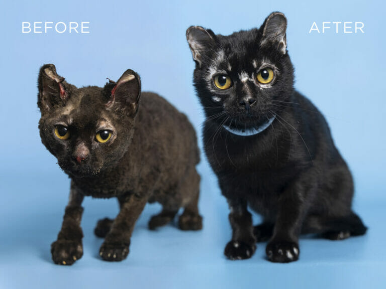 Cat makes incredible recovery after being severely burned in fire — now ...