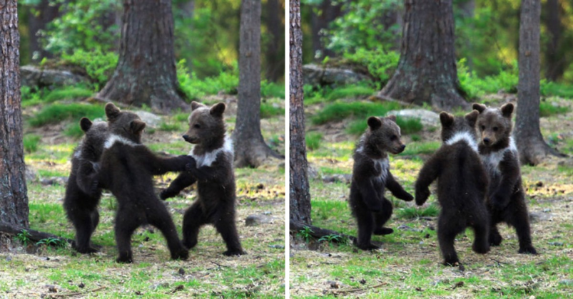 Teacher Photographed Baby Bears ‘Dancing’ In Finland Forest, Thinks He ...