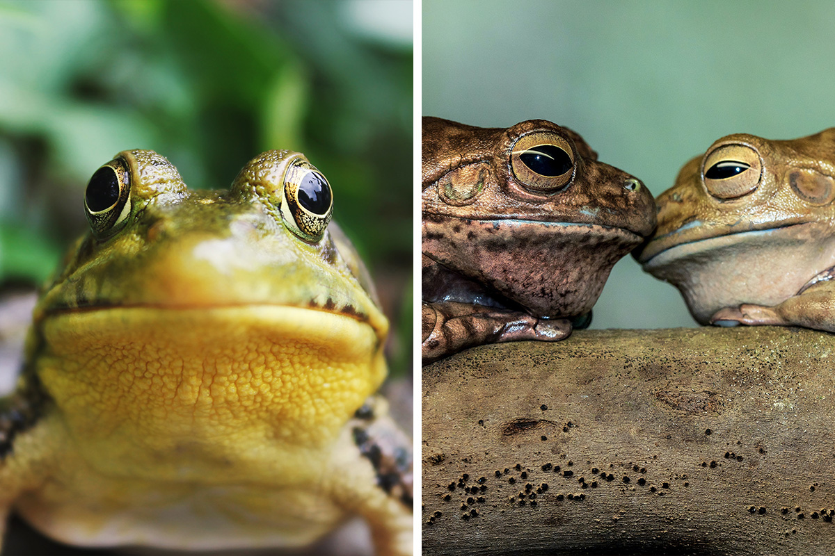 “Girl, Same”: Female Frogs Will Do Anything – Even Fake Death – To ...