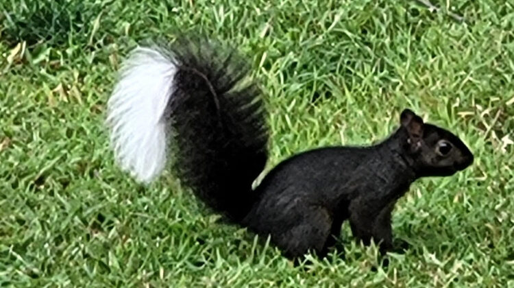 The mystery of the “squnk”: Ohio residents can’t tell if this creature ...