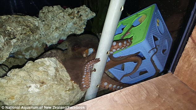 Octopus named Inky makes astonishing escape from his tank to the ocean ...