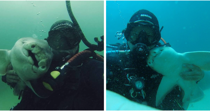 Shark Comes To Cuddle With This Diver Whenever He Goes Diving | Beauty ...