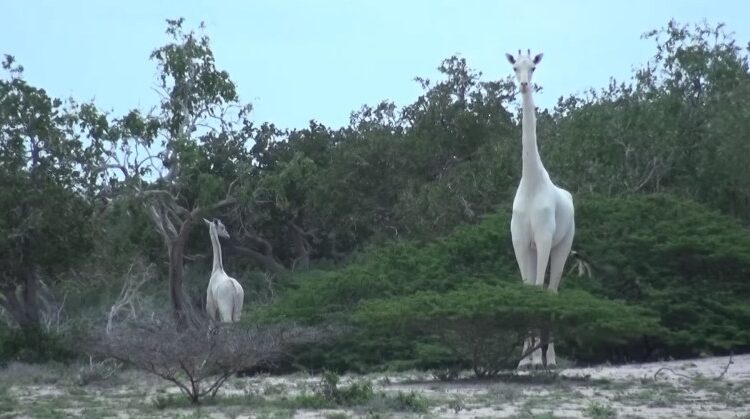 For the First time in History, Rare White Giraffes Have been Seen in ...