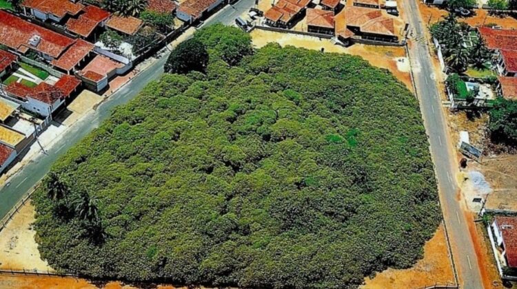 The Largest Cashew Tree in the World: A 1,000-Year-Old Marvel Covering ...