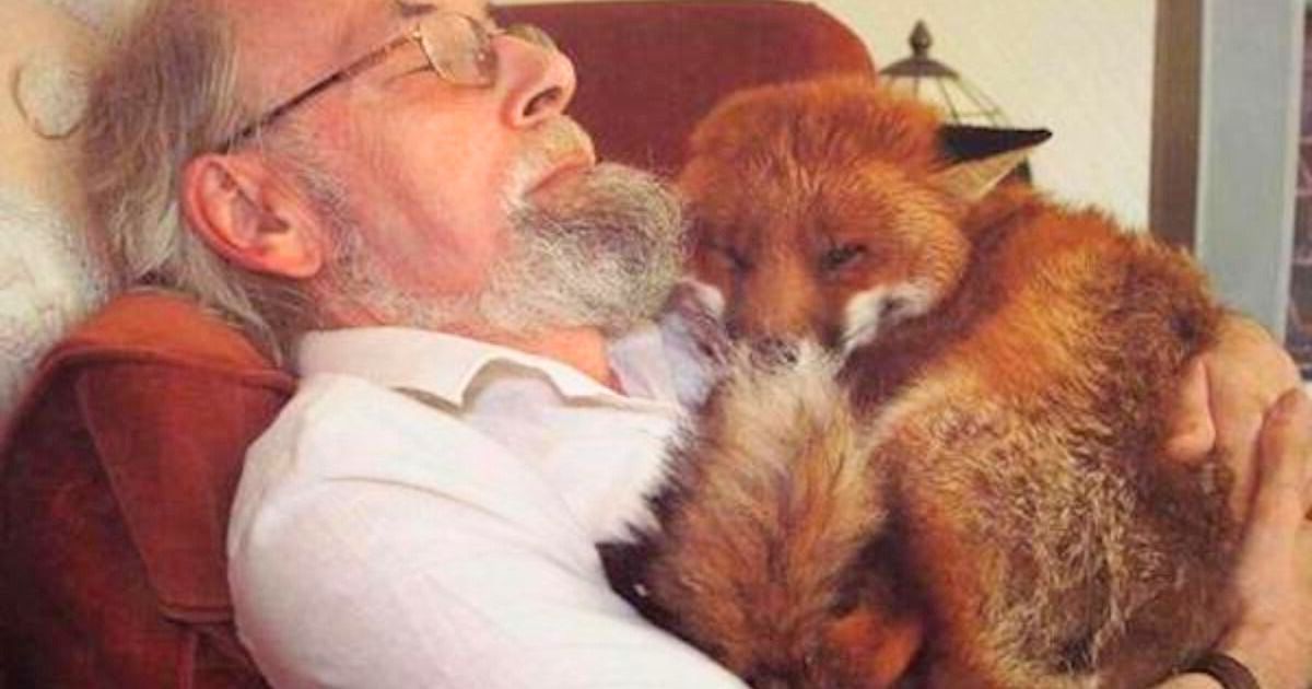 Kind man rescues injured fox from side of road and they quickly become ...