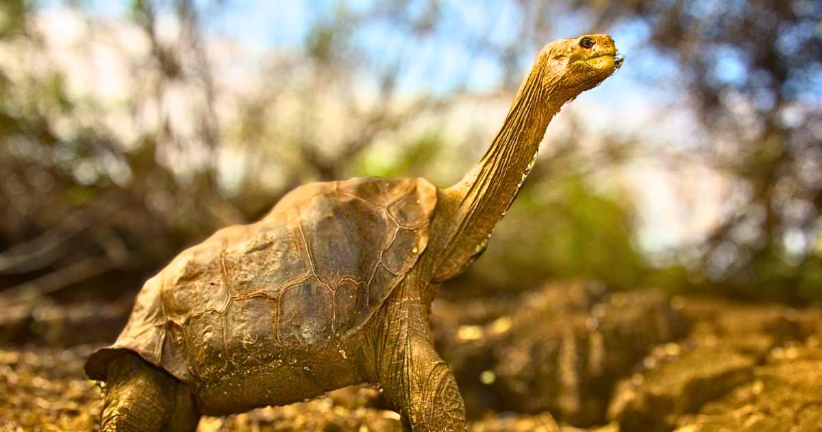 Giant Tortoise found Alive Revealed as Species thought to “Extinct” 100 ...