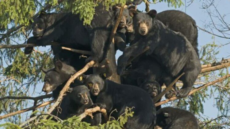 American Black Bears: Tree-Climbing Masters | Beauty of Planet Earth