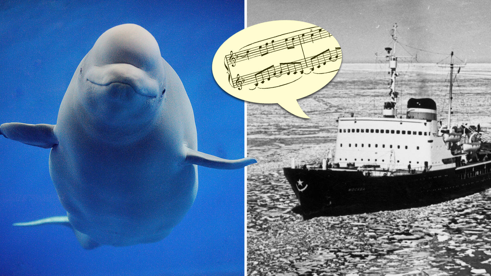 Camera Captures Heartwarming Moment Wild Manatee Mom And Baby Hug And ...