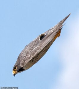 Peregrine Falcon’s Stealthy Dive Mirrors B-2 Bomber in Stunning Photo ...