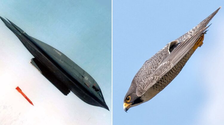 Peregrine Falcon’s Stealthy Dive Mirrors B-2 Bomber in Stunning Photo ...
