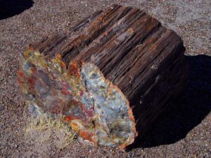 In Arizona, There is a Petrified Opal Tree Trunk (About 225 Million ...