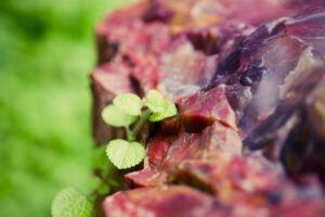 In Arizona, There is a Petrified Opal Tree Trunk (About 225 Million ...