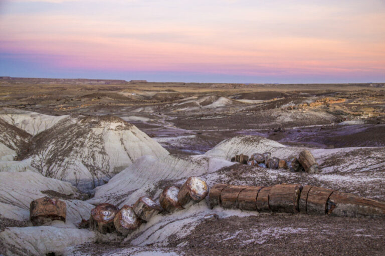 In Arizona, There is a Petrified Opal Tree Trunk (About 225 Million ...