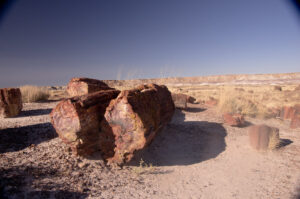 In Arizona, There is a Petrified Opal Tree Trunk (About 225 Million ...