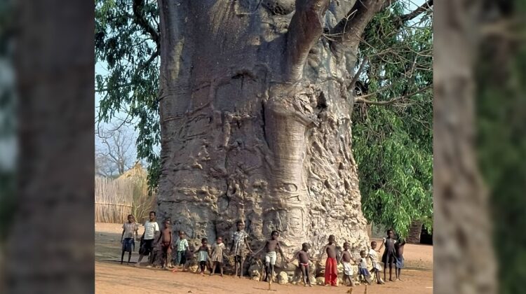 This 2,000 year old tree is located t Zwigodini Village of Mutale in ...