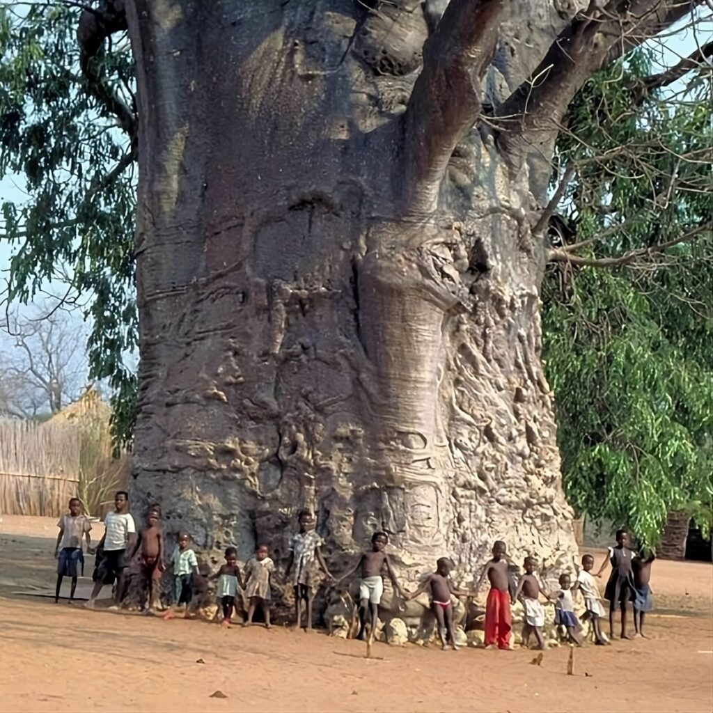 This 2,000 year old tree is located t Zwigodini Village of Mutale in ...