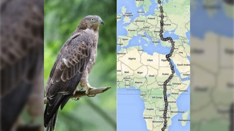 Incredible Journey: GPS-Tracked Falcon’s 10,000 Km Flight from South ...