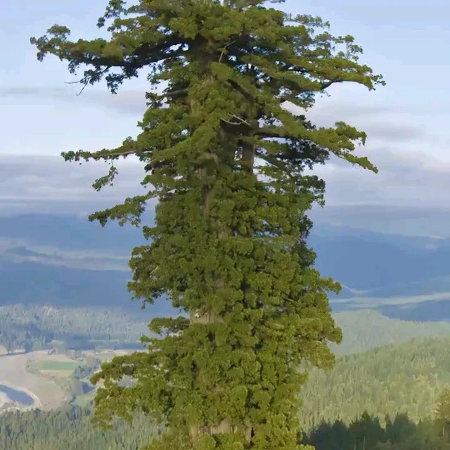 The Mighty Redwoods: Discovering the World’s Tallest Trees | Beauty of ...