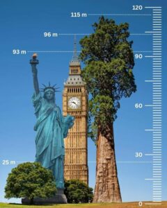 The Mighty Redwoods: Discovering the World’s Tallest Trees | Beauty of ...