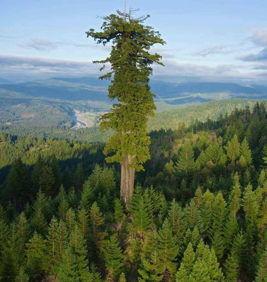 The Mighty Redwoods: Discovering the World’s Tallest Trees | Beauty of ...