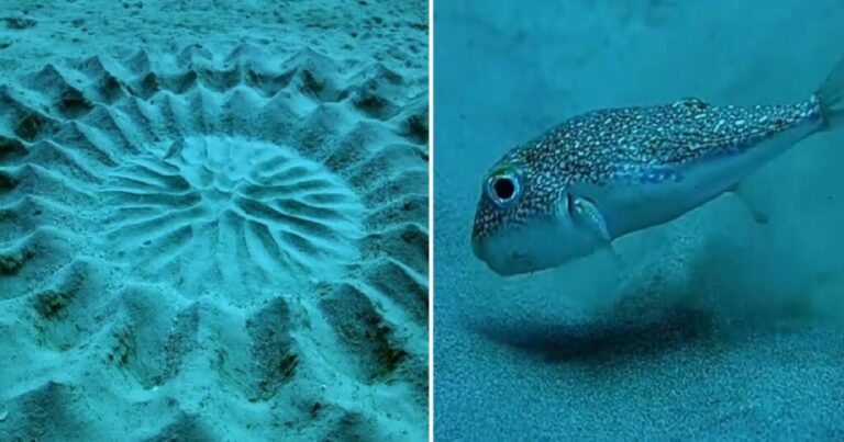 Mystical Seabed Art: The Puffer Fish’s Elaborate Mating Rituals ...