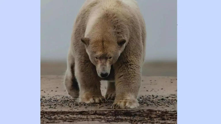 Meet Fat Albert: The adorable giant of the Arctic world | Beauty of ...