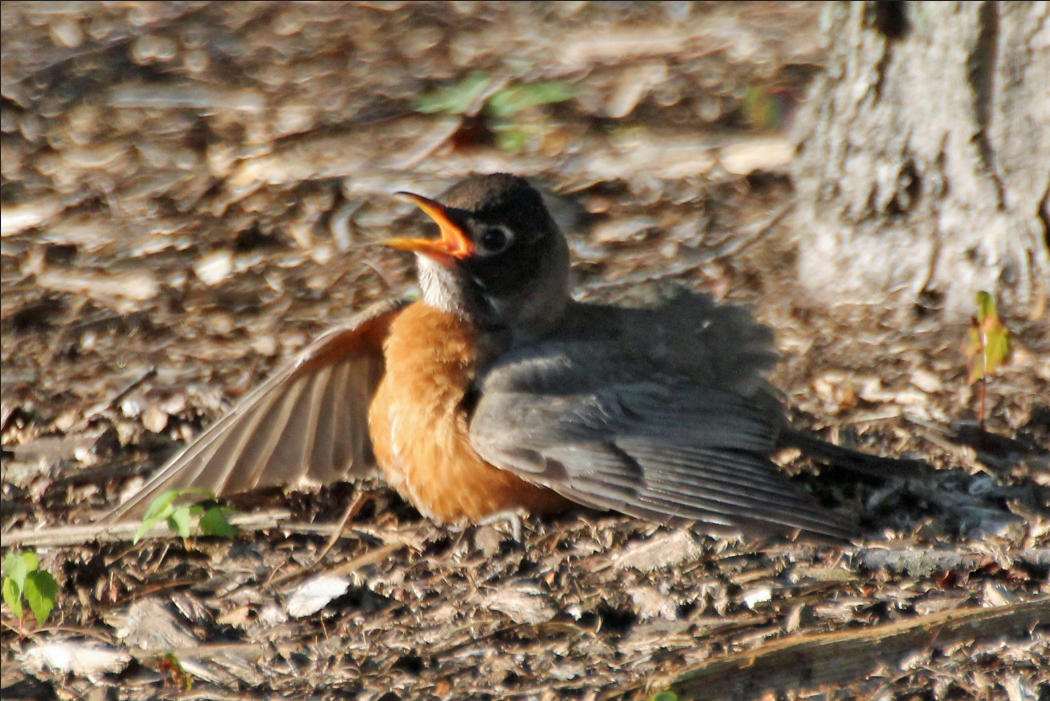 Birds’ Use of Ants in Self-Care: A Fascinating Behavioral Adaptation ...