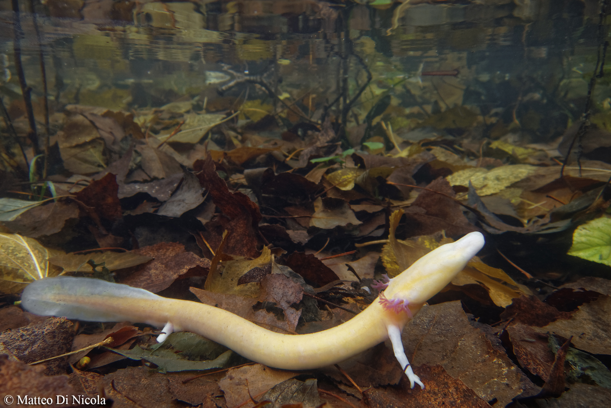 Wandering outside of the Styx: Surface activity of an iconic ...